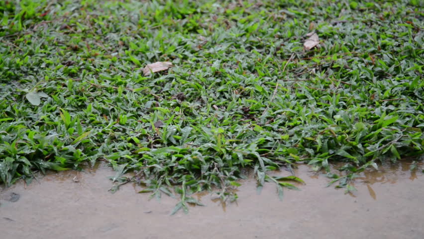 Rain Drop On The Ground Stock Footage Video 3544952 Shutterstock