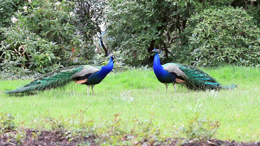 Four Peacocks Fighting Each Other Stock Footage Video 19790605 Shutterstock
