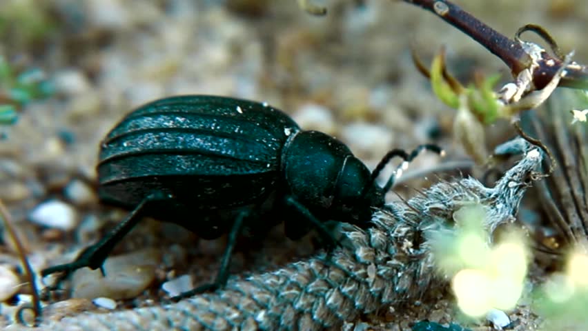 Ladybugs Having Sex Stock Footage Video 6452960 Shutterstock