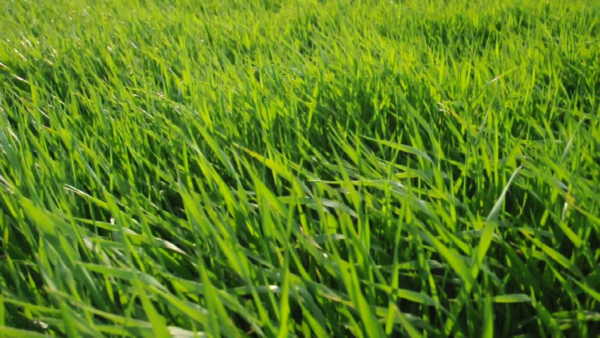 Wind Blowing Stock Footage Video - Shutterstock