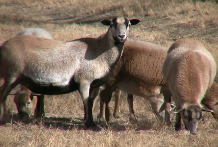 Pelibuey Sheep Stock Footage Video 123169 - Shutterstock