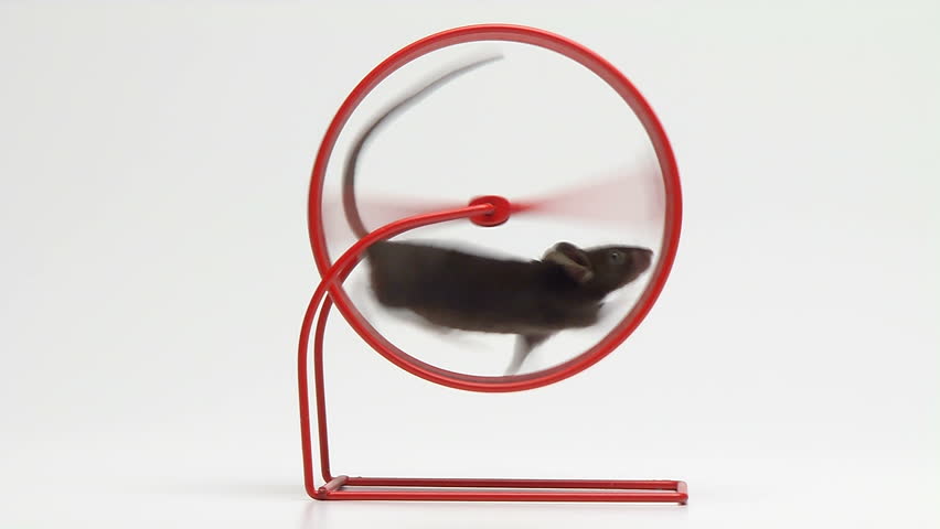 Mouse On Exercise Wheel, Endless Loop Stock Footage Video 1319401 ...