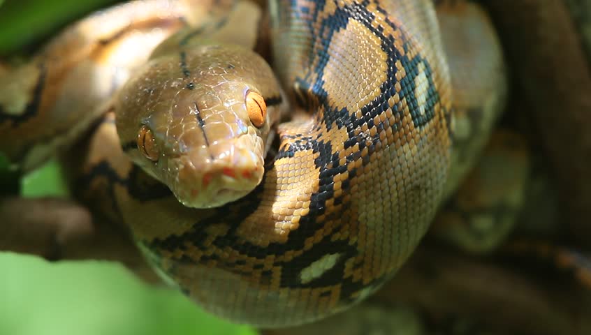 A Snake Opens Its Mouth To Show Its Fangs. Stock Footage Video 1399486 ...