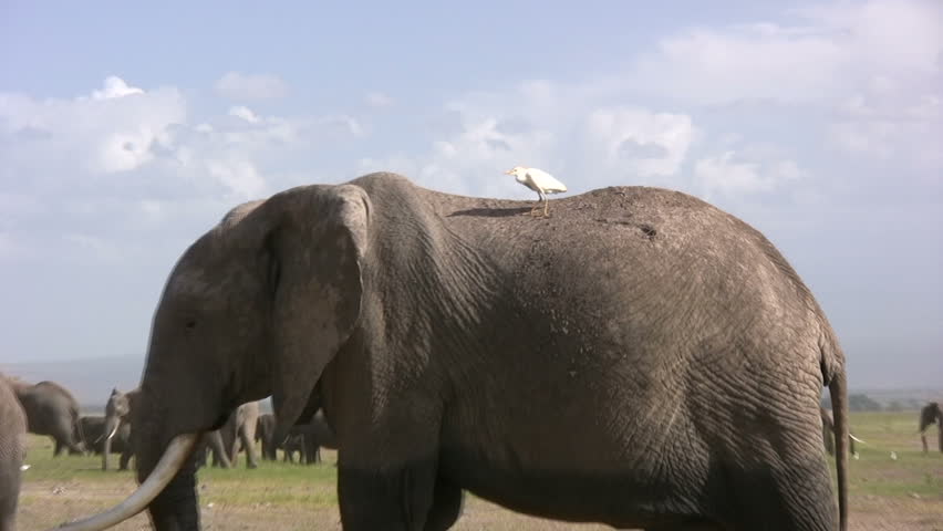 African Elephant With A Bird On Its Back Stock Footage Video 1345285 ...