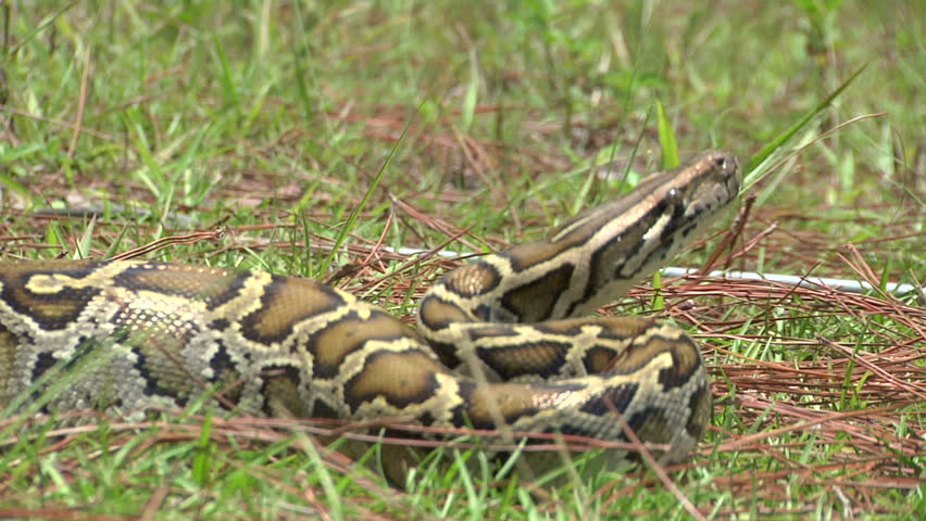 Aggressive Python Striking Stock Footage Video 1376341 - Shutterstock