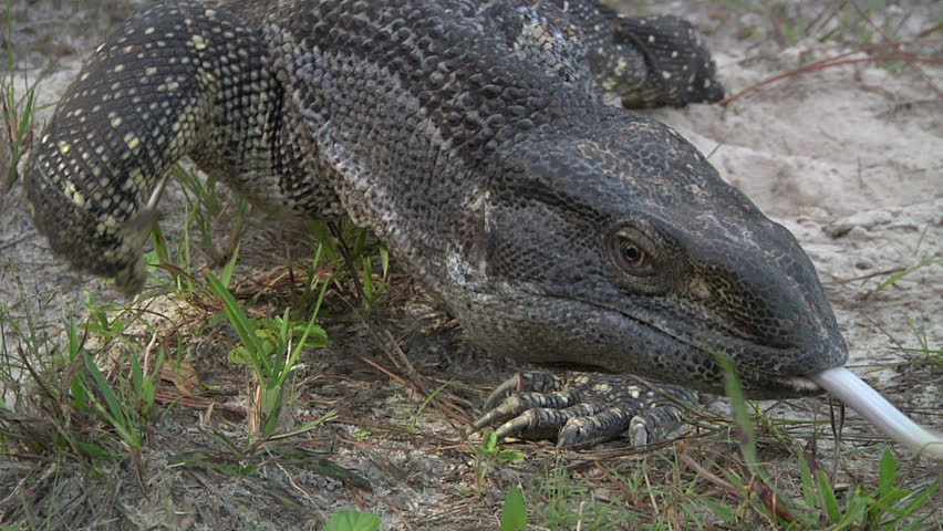 Monitor (lizard) Walking Stock Footage Video 1389295 - Shutterstock
