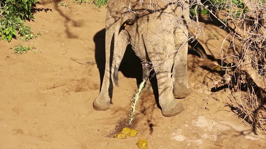 Elephant Peeing And Pooping Same Time. Nature Wonders, Incredible ...