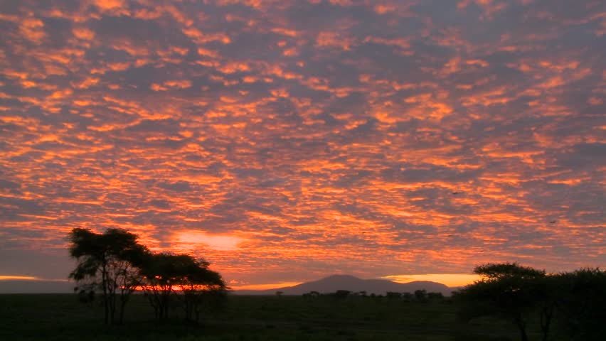 Bushveld Stock Footage Video - Shutterstock