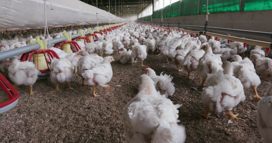 Intensive Factory Farming Of Chickens In Broiler Houses - South Africa ...