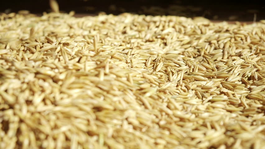 Paddy Grain Oats 2 Stock Footage Video 4818881 - Shutterstock