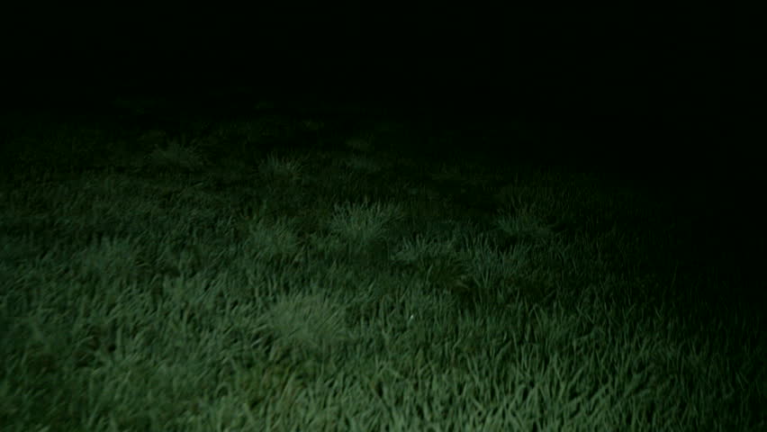 Growing Grass Stock Footage Video 5145686 - Shutterstock