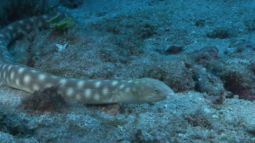 Mangrove whipray - Alchetron, The Free Social Encyclopedia
