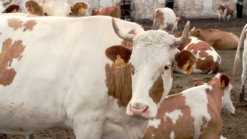 Mating Season,Cattle Bull Mount Cow, Cow Farm Stock Footage Video ...