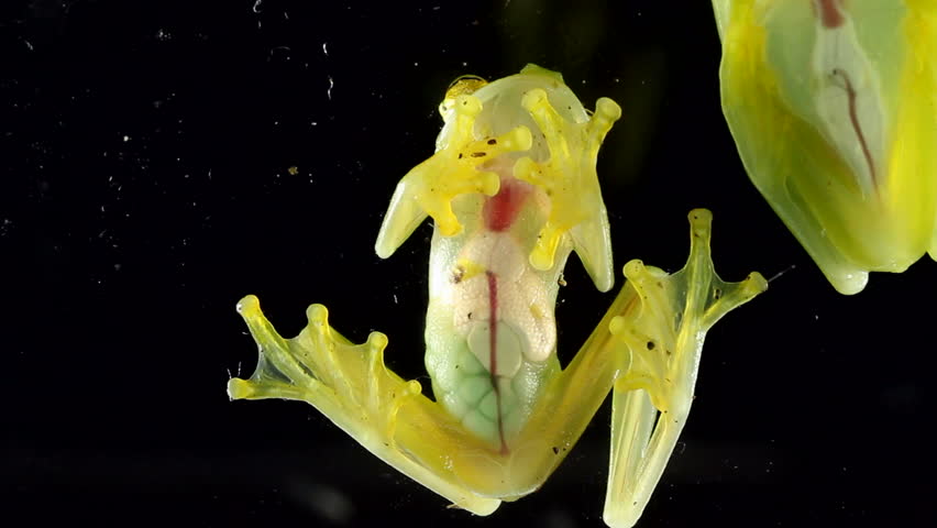 Glass Frog (Hyalinobatrachium Sp.). Underside Viewed Through Glass ...
