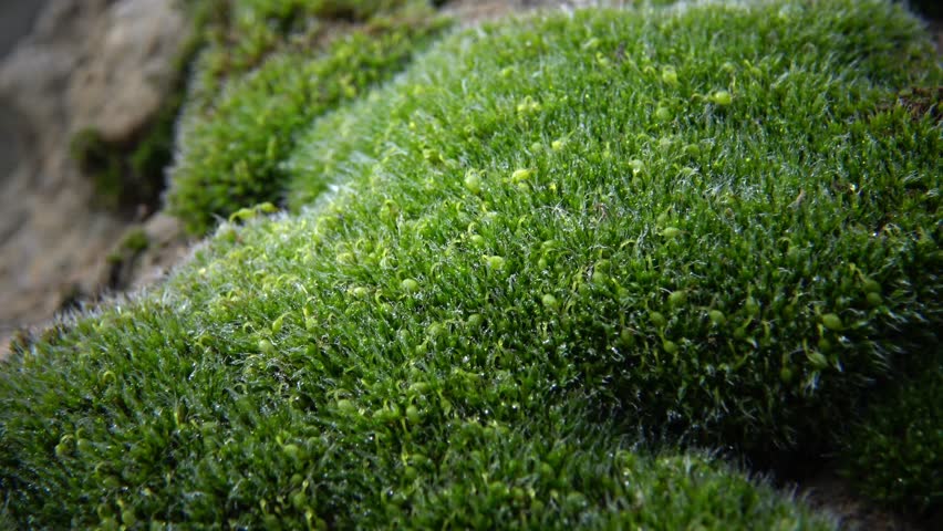 Mosses