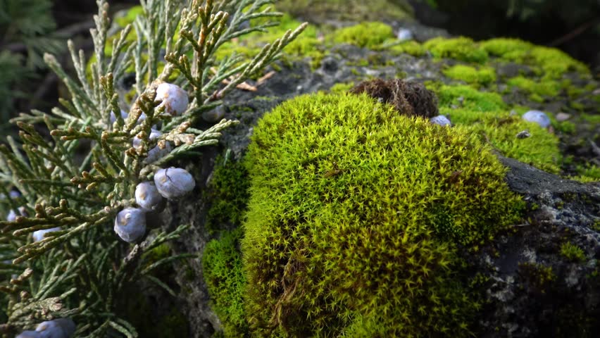 Mosses