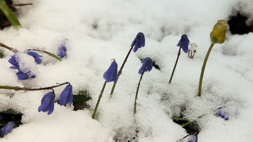 First Snow In The Flower Garden Stock Footage Video - Shutterstock
