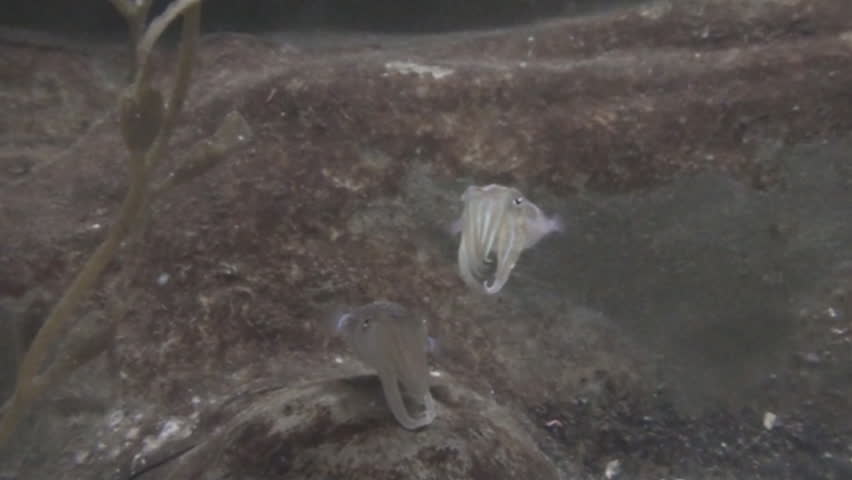 Small Cuttlefish In A Fish Tank Stock Footage Video 1838038 - Shutterstock