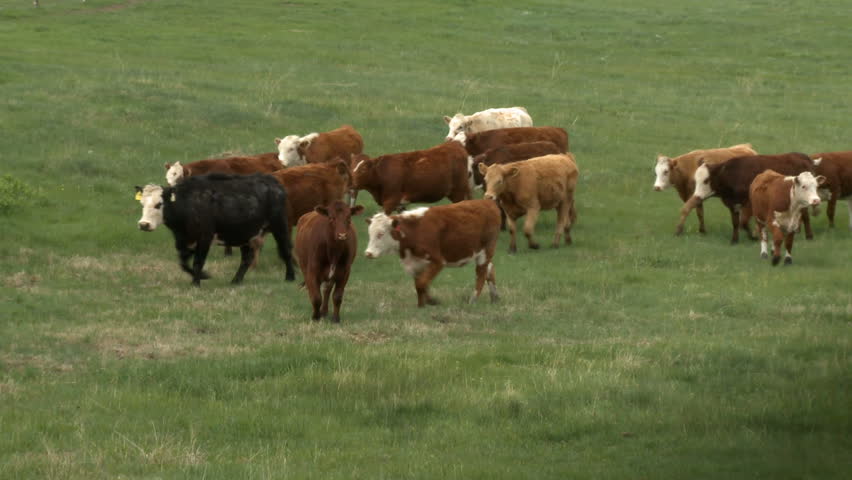 Hereford Cattle Grazing And Cow Mounting Other Cow. As Cows Become ...
