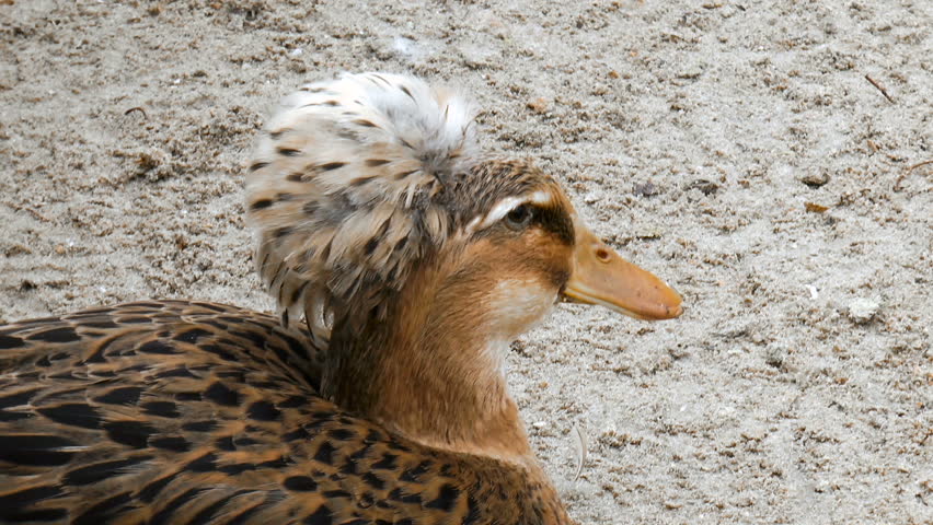 Tufted Duck Stock Footage Video - Shutterstock