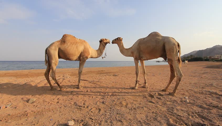 Two Camels Greet Each Other Beside The Red Sea, Egypt Stock Footage ...