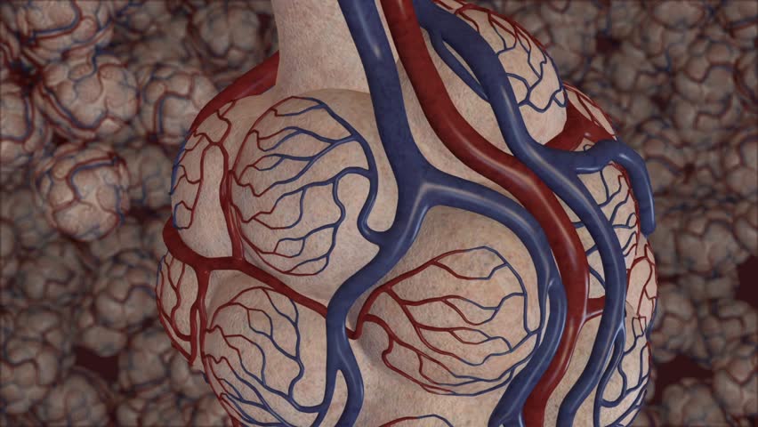 Pulmonary Capillaries Location