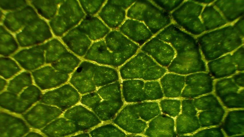 Birch Leaf Under The Microscope, Background. (Betula) Stock Footage ...