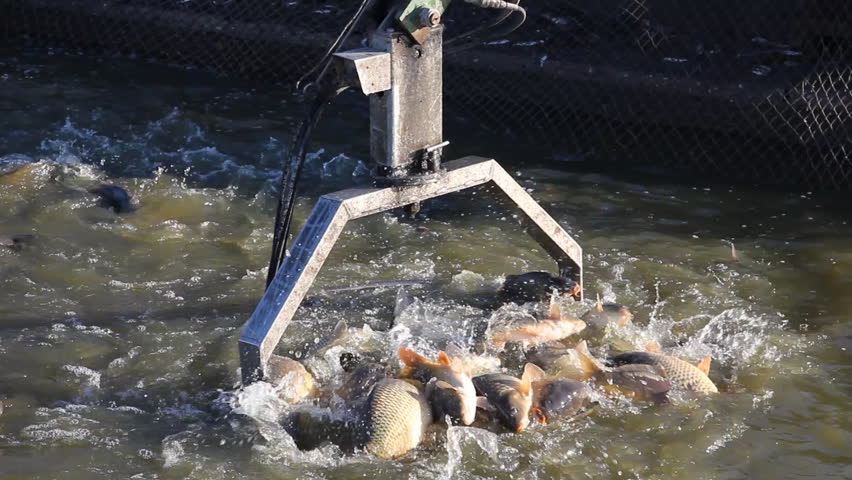Fish Harvesting Equipment. Fishing Industry. Action Shot Of Fish ...