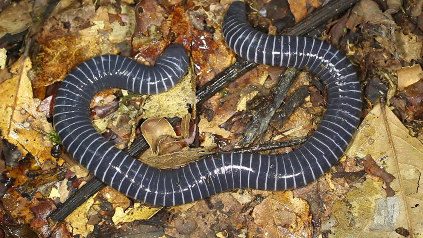 Siphonops annulatus - Alchetron, The Free Social Encyclopedia