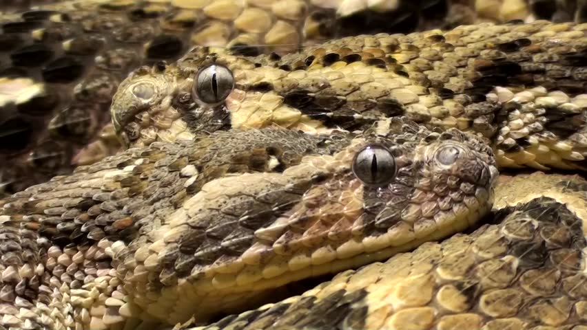 Puff Adder (Bitis Arietans) Stock Footage Video 3522899 - Shutterstock