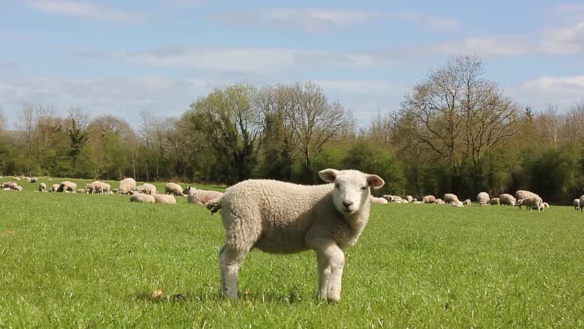 Lamb In Field Stock Footage Video 3965446 - Shutterstock