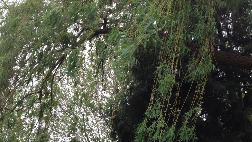 Willow Branches Swaying In The Breeze Stock Footage Video 3982774 ...