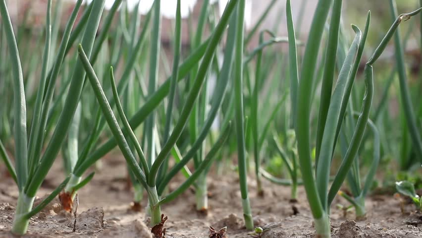 Onion Field Stock Footage Video 4258217 - Shutterstock