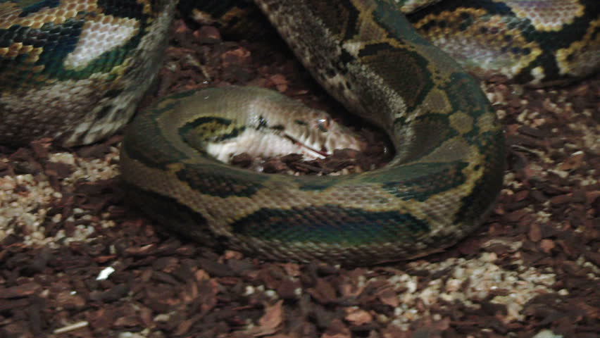 A Close Up Of A Python Opening Mouth Stock Footage Video 4336316 ...