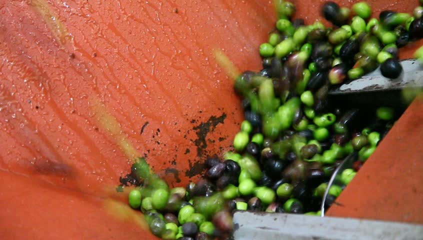 Olive Oil Pressing And Processing NP - Olives Pressed In Family Press ...