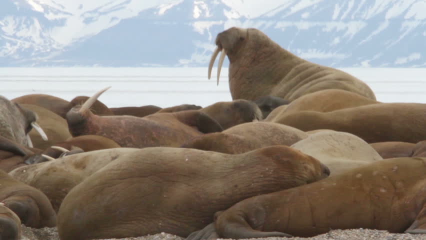 Walrus Colony On Beach. Stock Footage Video 5094437 - Shutterstock