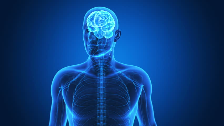 Medical Animation Of The Human Nervous System Stock Footage Video ...