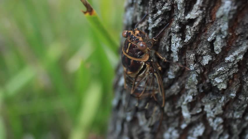 Cicada On Tree - Double Drummer (Thopha Saccata). The Double Drummer ...