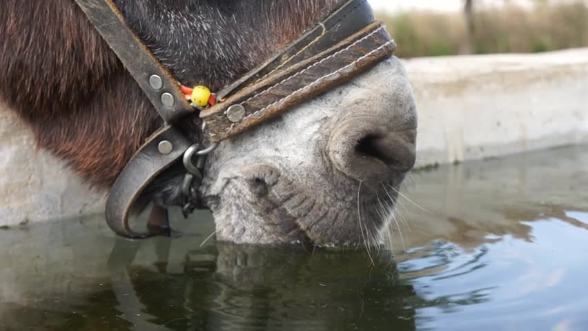 Donkey Drink Water Stock Footage Video 6460199 - Shutterstock