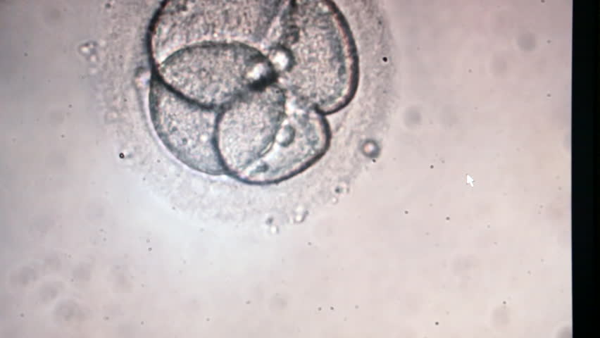 Field View Of Fertilized Ova In Three Cell Stage Through Lab Microscope ...