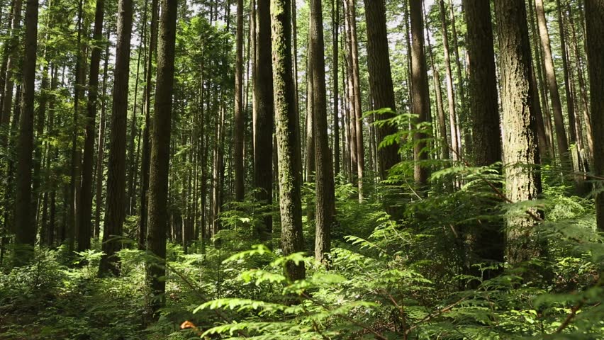 Pacific Northwest Rain Forest Camera Move. A Dolly Shot In A Lush ...