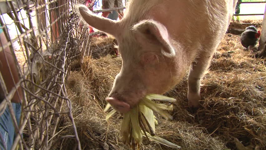 Large Farm Pig Eating Corn In Pigpen. Stock Footage Video 6952012 ...