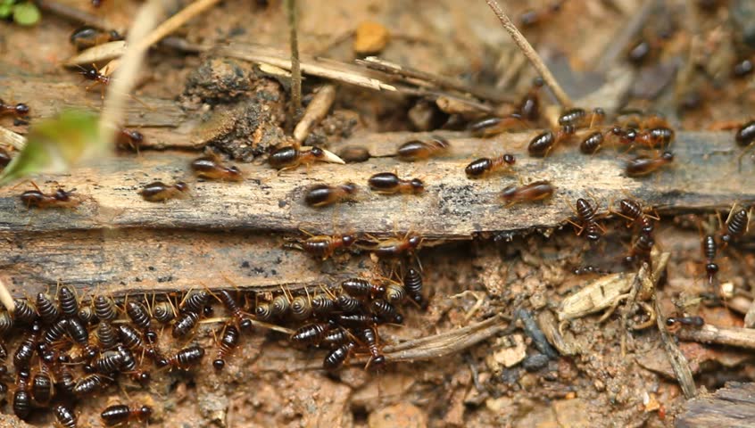 Winged Termites Emerging From Nest In Rainforest, Ecuador Stock Footage ...