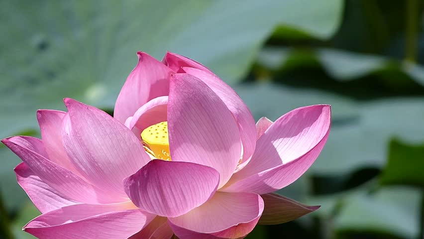 Lotus Flower._4 Shooting Date: August 27, 2014. Location: Hokkaido ...