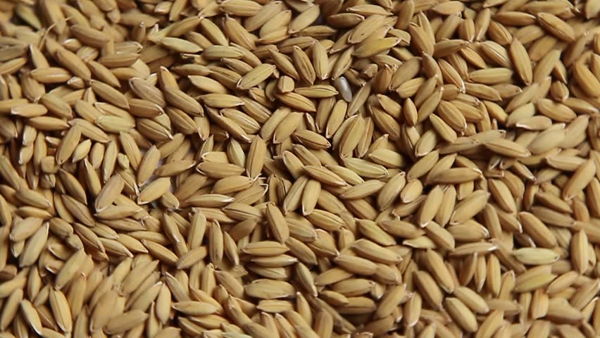 Paddy Grain Oats 2 Stock Footage Video 4818881 - Shutterstock