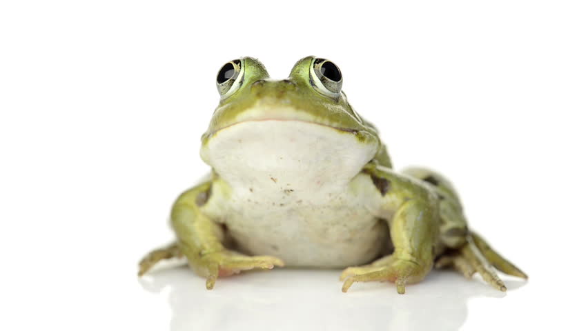 Frog Stock Footage Video - Shutterstock