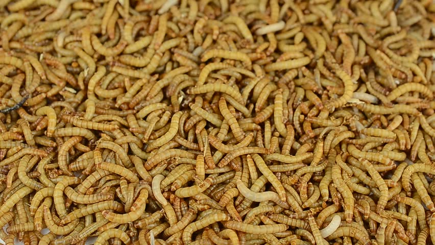 Meal Worm, Worms Texture And Background Stock Footage Video 9775436 ...