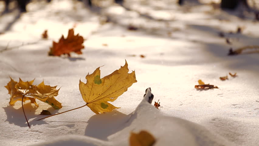 Autumn Leaves On White Snow Close-up. The Leaves Fall On The Snow In ...