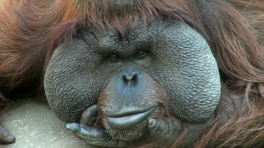An Orangutan Male, Chief Of The Monkey Family, Lying On The Boulder ...