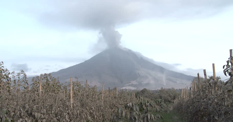 Volcano Erupts Ash Cloud Damaged Crops Agriculture. Sinabung Volcano In ...
